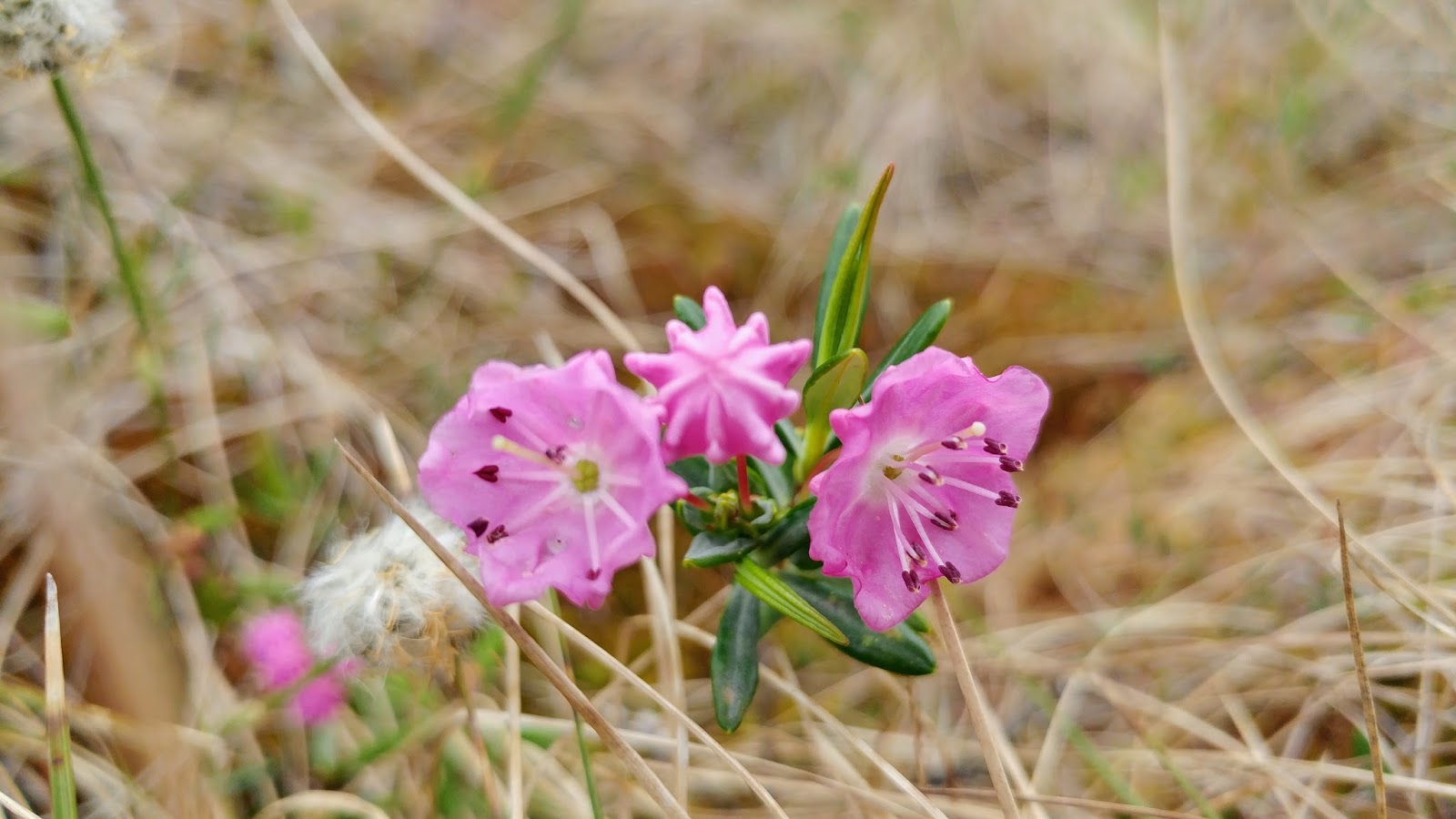 The 55th Parallel: Pictures 2017