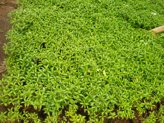 JENIS TANAMAN HIAS - roempoen bamboe landscape