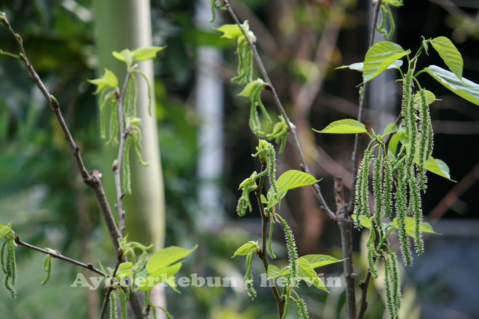 Ayo berkebun: Long Murbei
