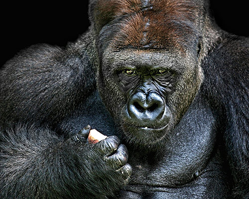 12 Saddest Animal Faces | Weird Things, Weird Pictures, Photo Blog