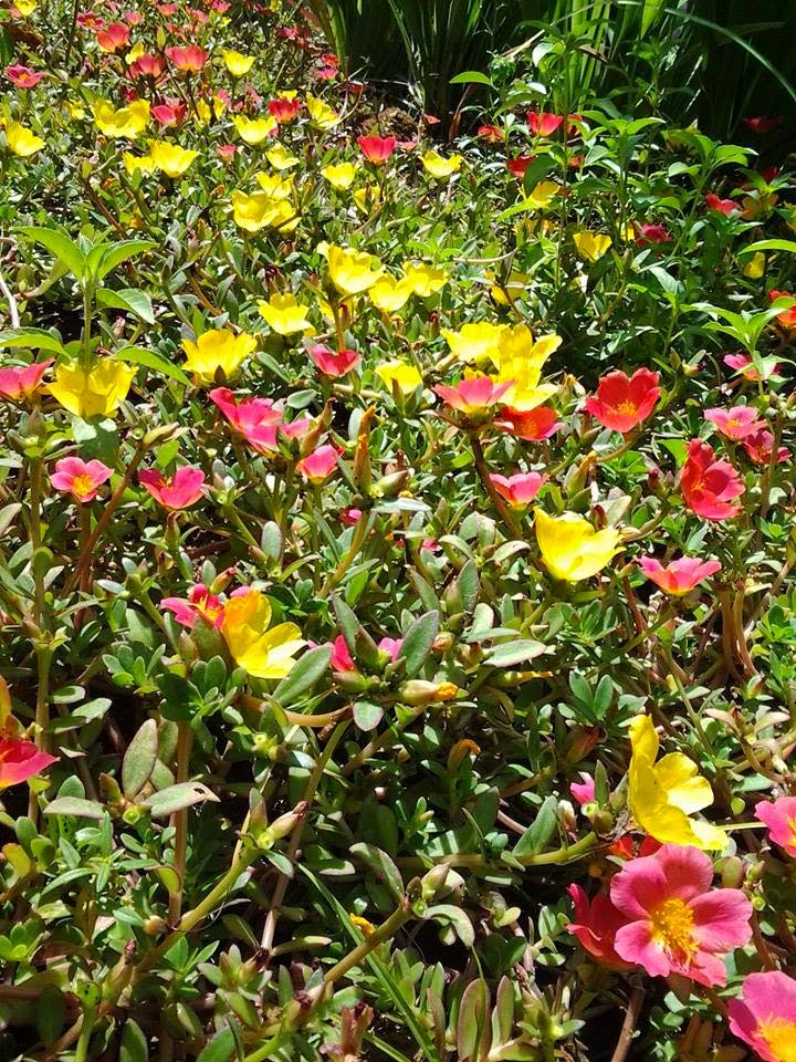 Welcome To My Blog: BUNGA JAM SEMBILAN/ 9