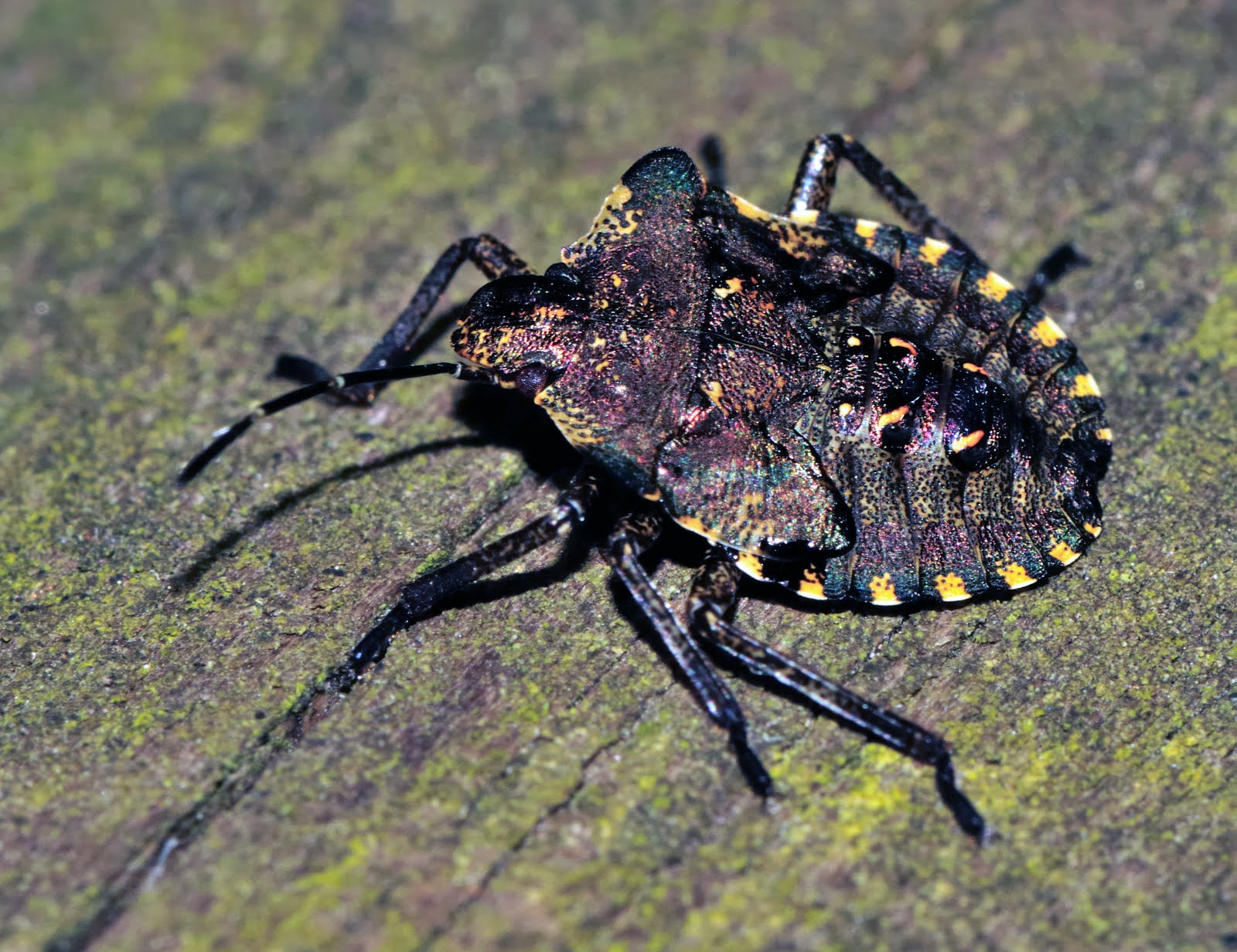 Andy Images: Forest Bug Pentatoma rufipes