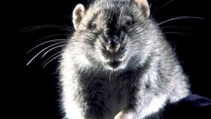 CDC Warns Public About ‘Cannibal Rats’ Amid Lockdown