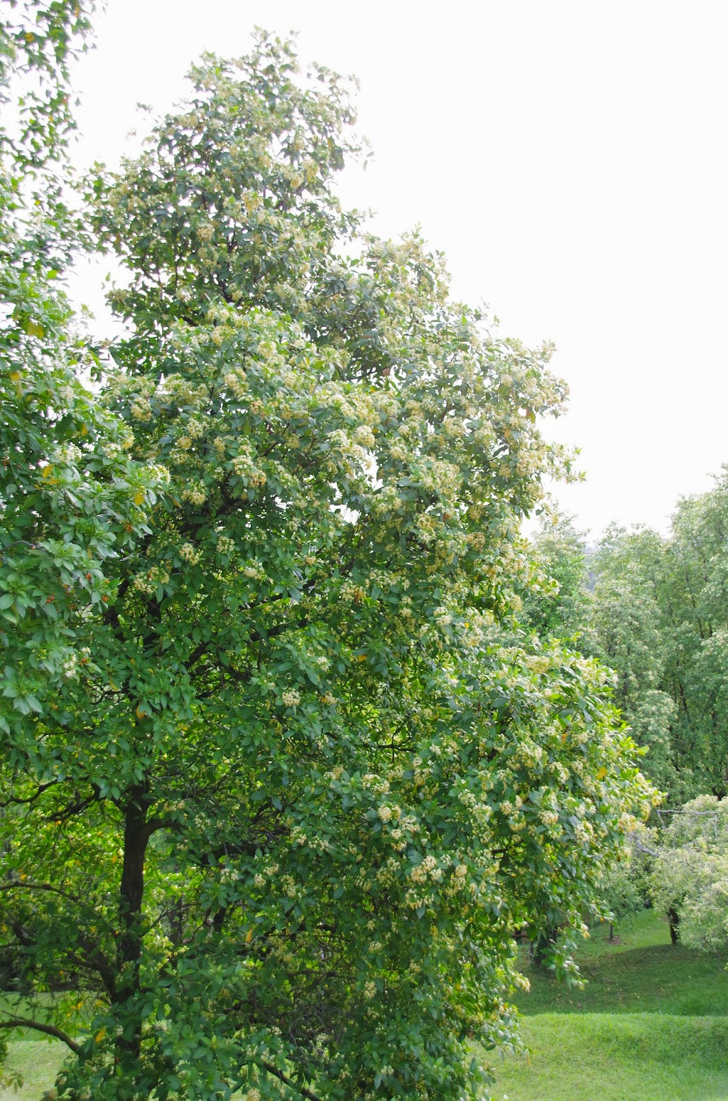 Trees and Plants: Tembusu