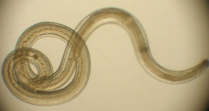 Belajar Asik Dan Kreatif: Parasit Penyebab Penyakit Dalam Tubuh Babi