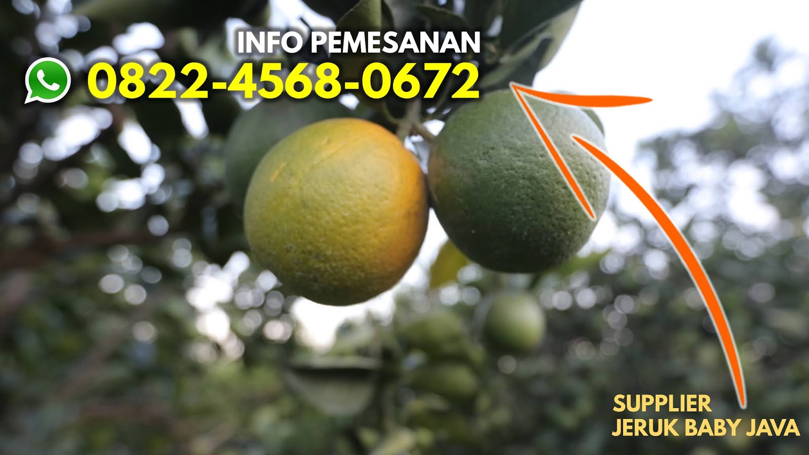 Supplier Jeruk Baby Java | 0822 4568 0672: 2020