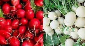 Growing Radishes In Containers: Planting and Harvesting Radishes