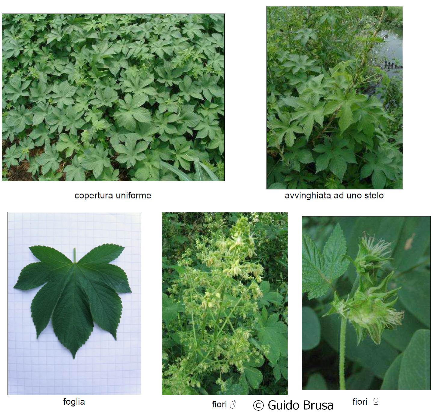 Flora Insubrica: Humulus japonicus