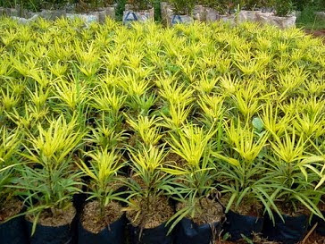 20 Bunga Yang Gampang Hidup - TUKANG TAMAN SURABAYA