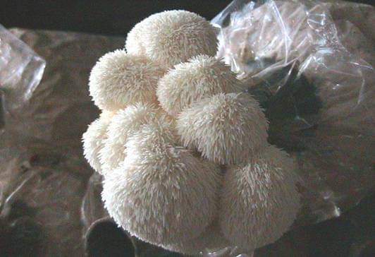 Nur Hafizah Sharudin's Blog: CENDAWAN BUNGA KOBIS UNTUK PERTUMBUHAN SARAF