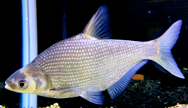 Aquarium Movies (Japan) archive 生きている魚図鑑: ダントウボウ Wuchang bream ...