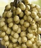 Anim Agro Technology: TEKNOLOGI TANAMAN RAMBAI