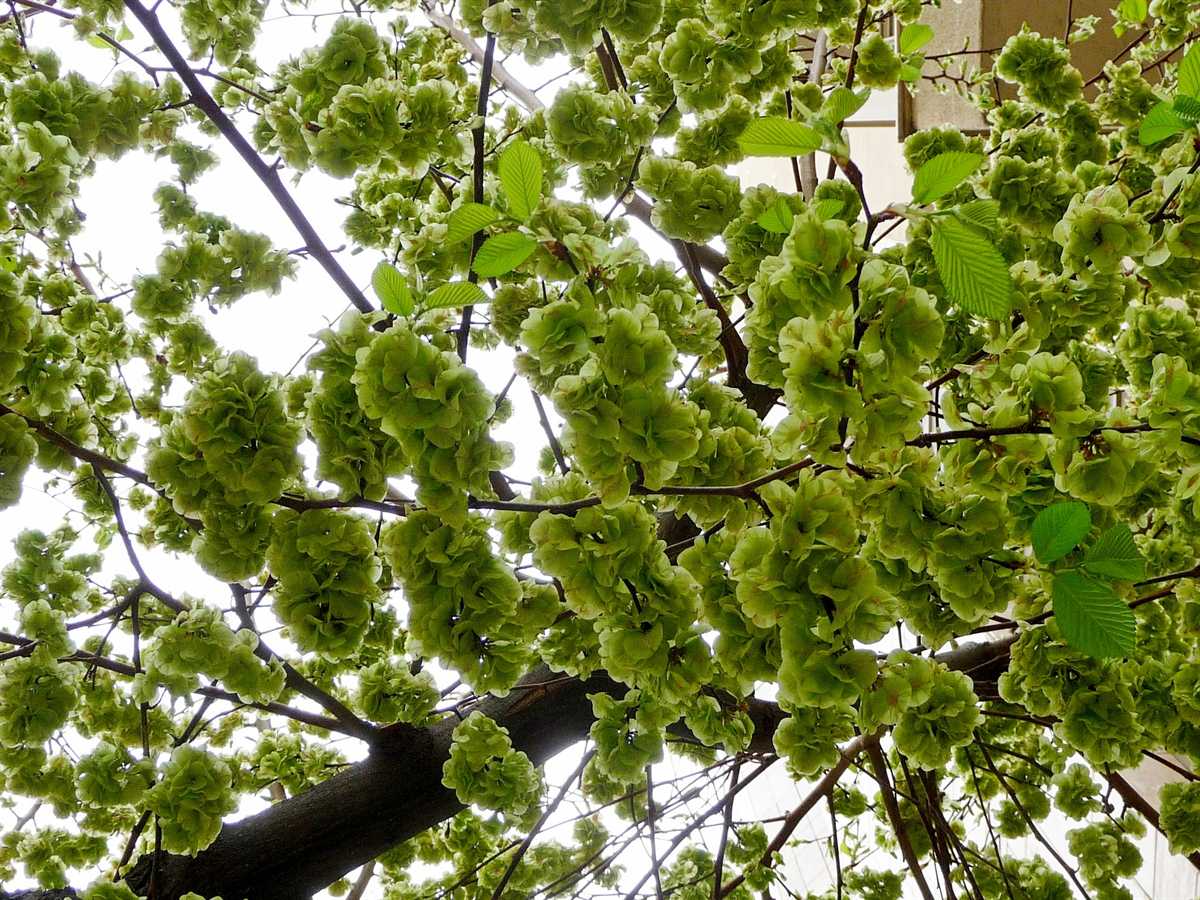 r o b i n 's y a r d: Ulmus minor