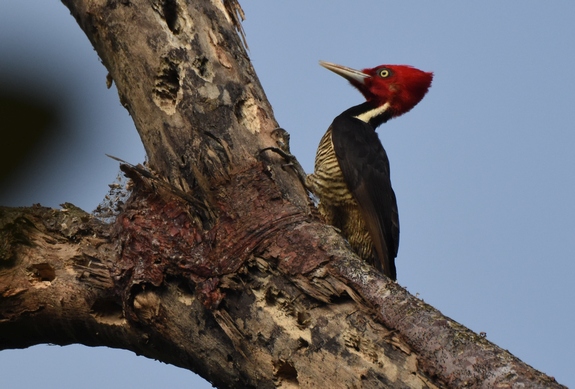 Bourbon, Bastards, and Birds.: Belize! Part VI: Cockscomb Basin ...