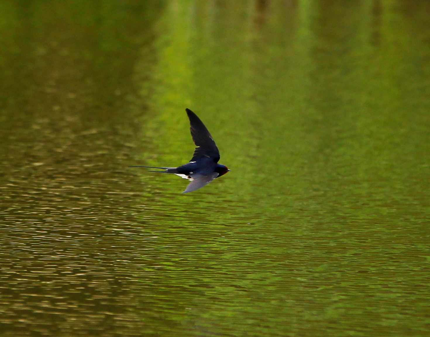 Sellberg Nature Photo: Svalor o sommar,,