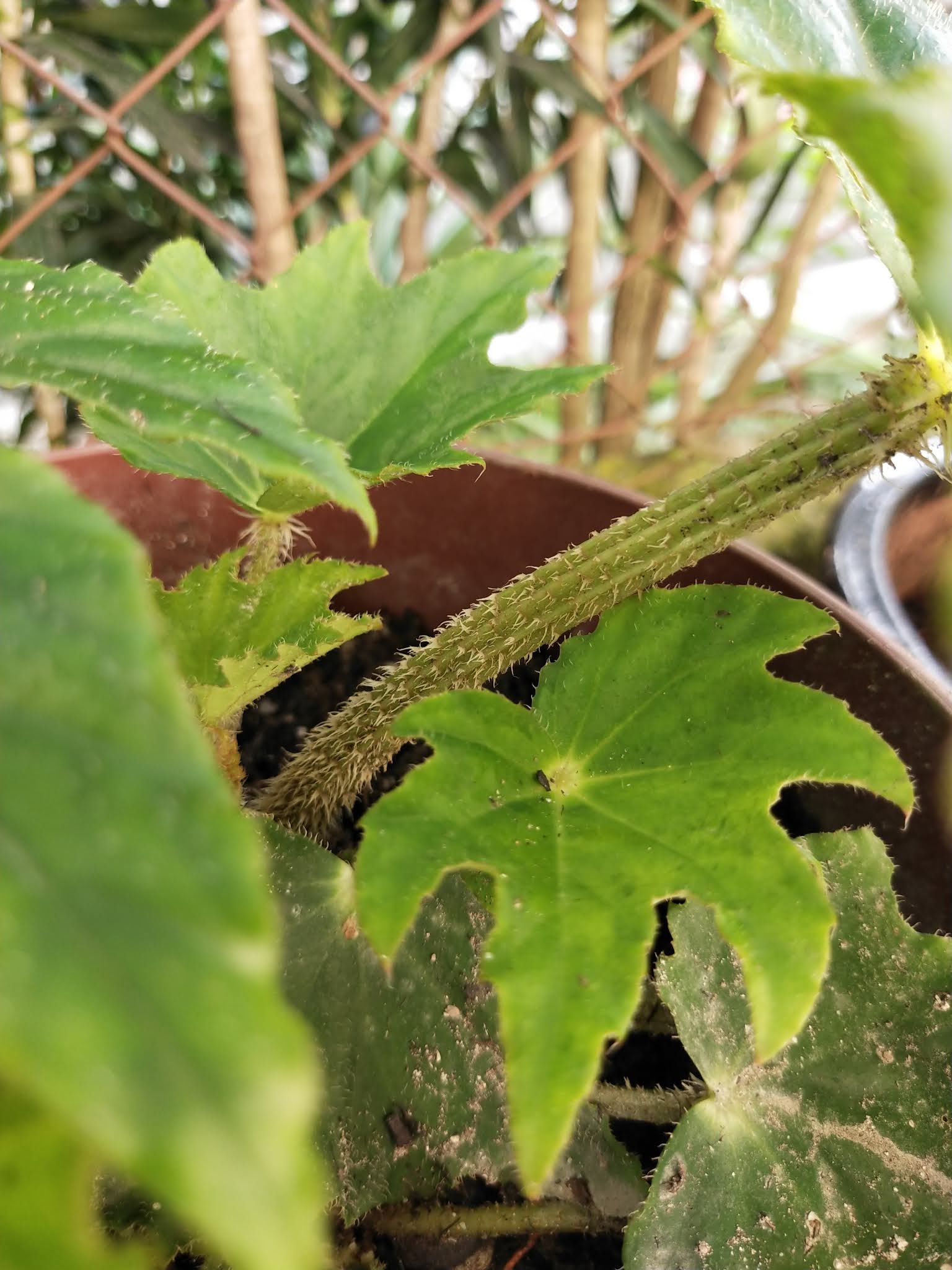 Garden Chronicles of James David: Star Begonia / B. heracleifolia var ...