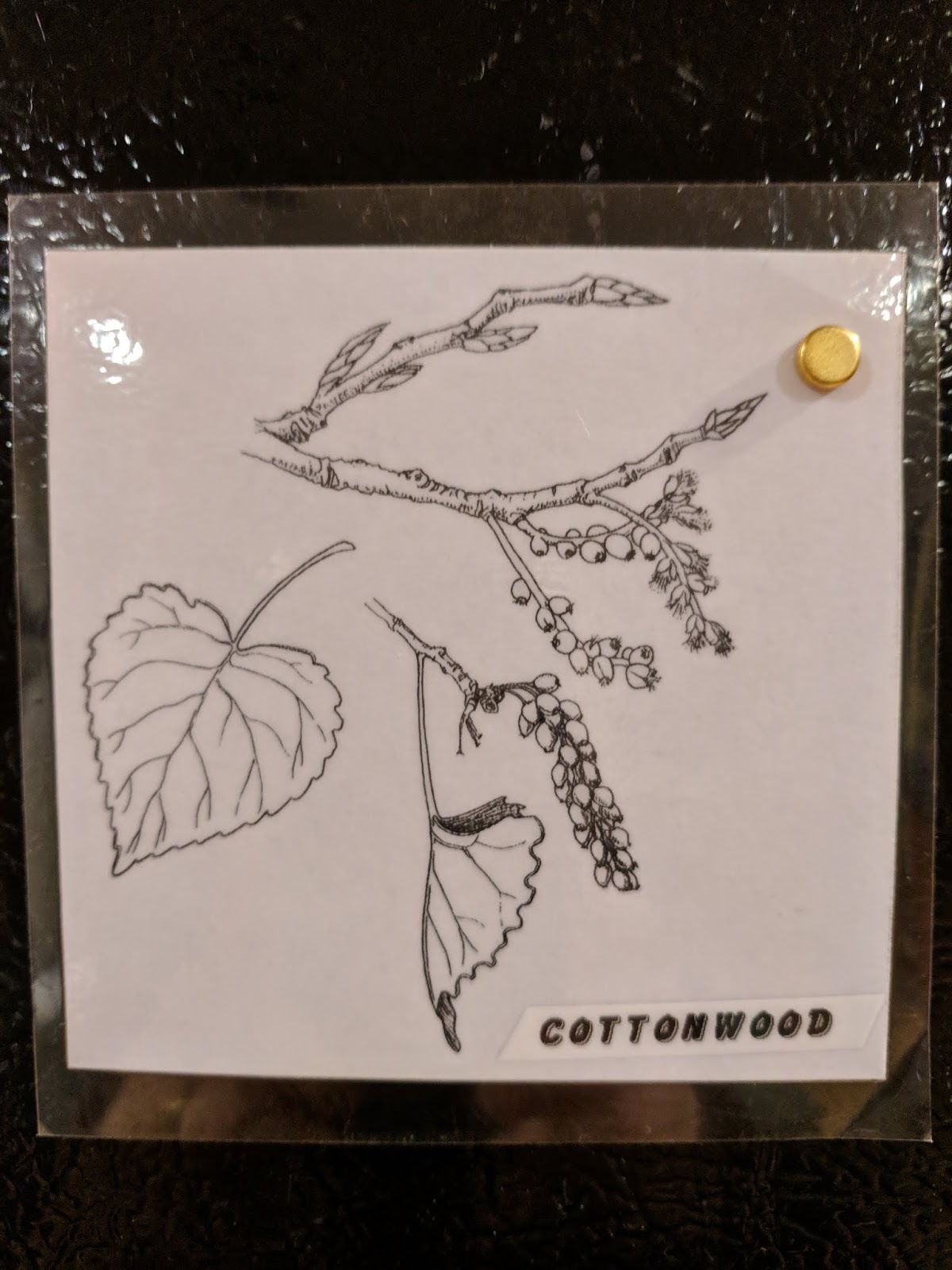 Reflections of a NIT Wit