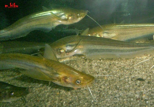 Mahamaya Hiko: Dinema Catfish "Belodontichthys Dinema" , Profil dan ...