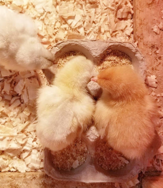 Basic Baby Chick Care - Fresh Eggs Daily® with Lisa Steele