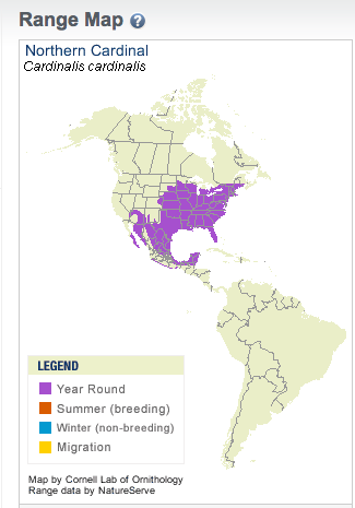 T & L Adventures: Northern Cardinals in our yard