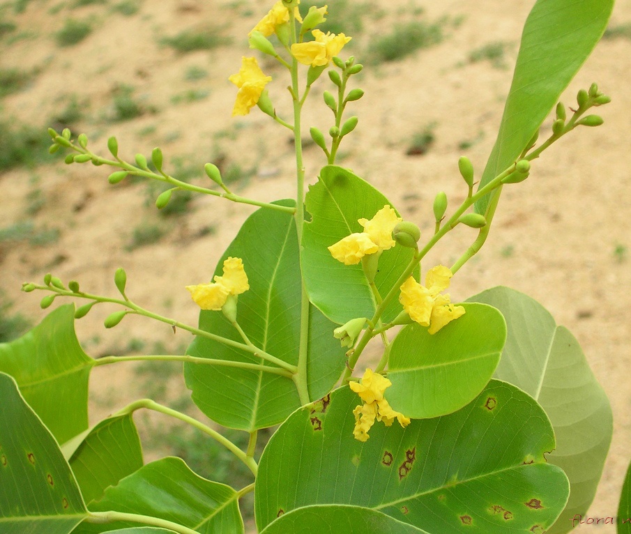 රත්හඳුන් [Rathhadun] (Pterocarpus santalinus) ~ අපේ ඔසුපැළ Medicinal ...