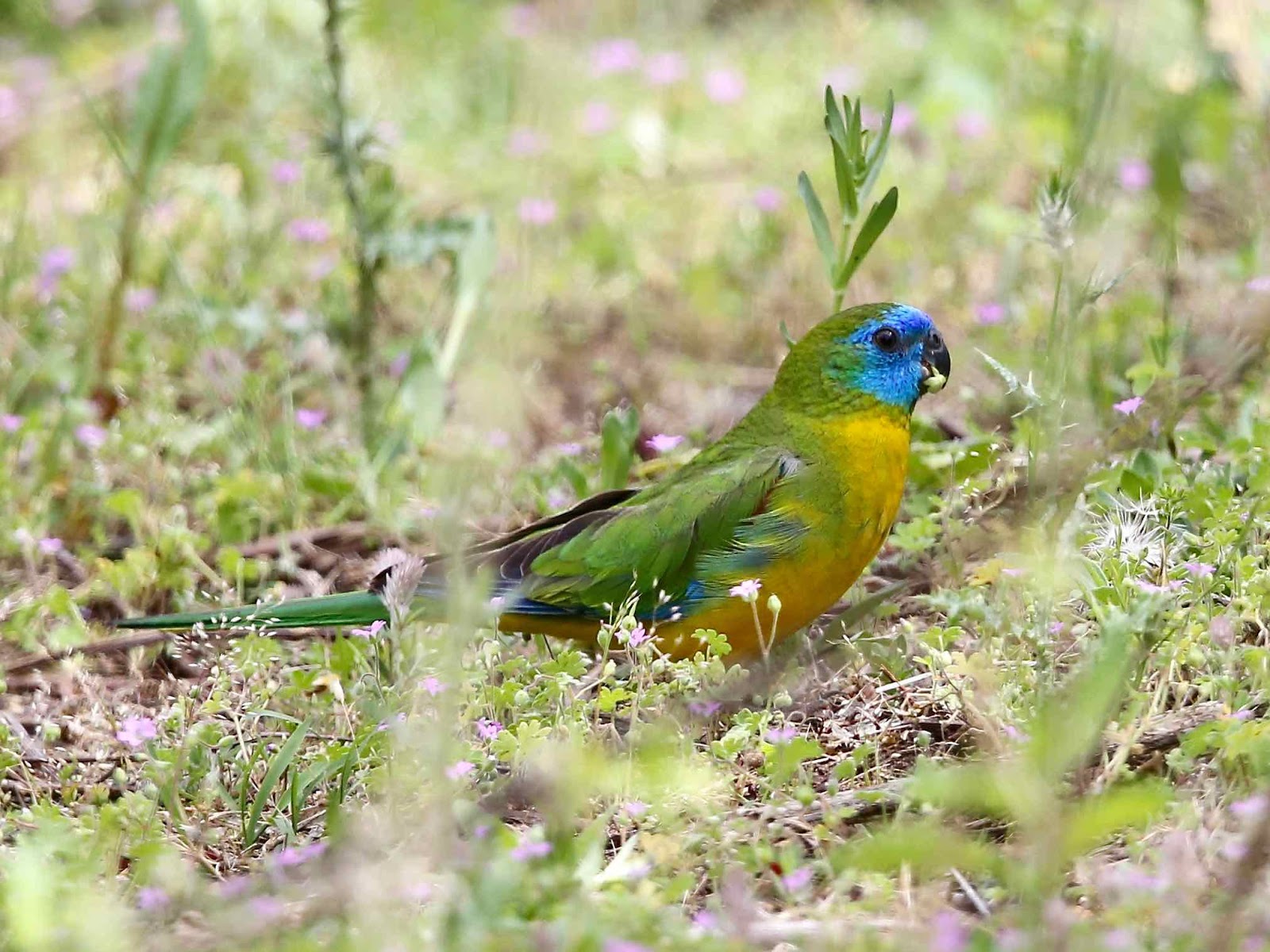 Avithera: Turquoise Parrot