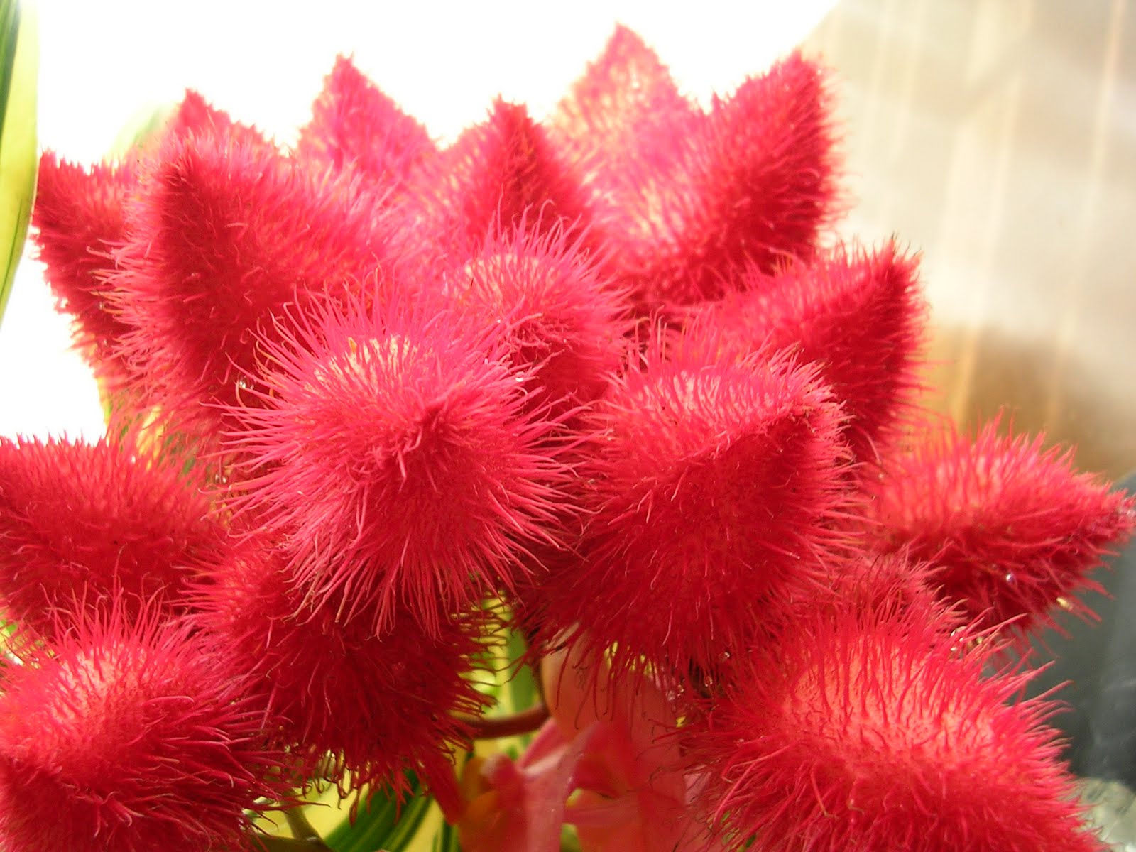 Blog in Evolution: Achuete