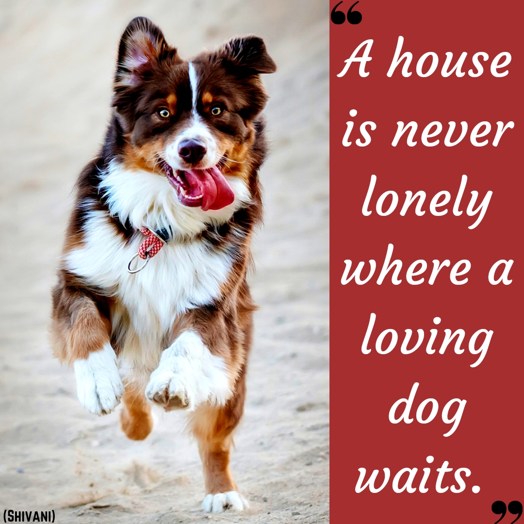 Best 100 Inspirational Dog Quotes About Love, Best Friend And Loyalty ...