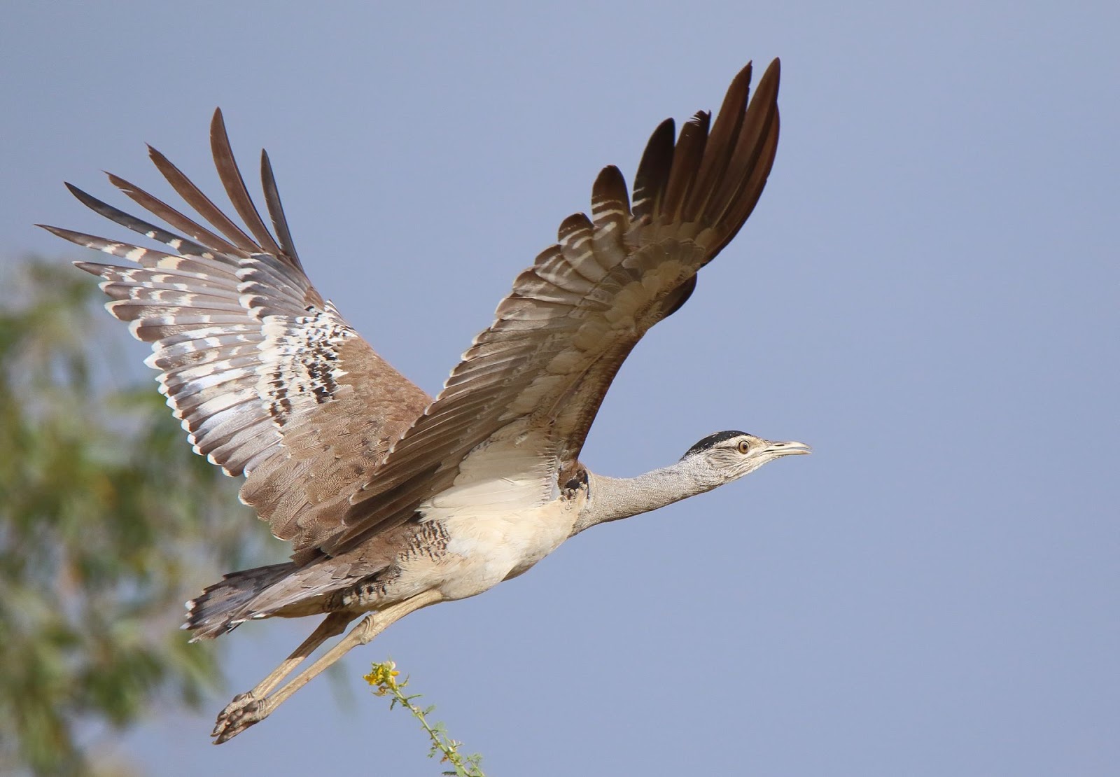 Richard Waring's Birds of Australia: Buntine and Victoria Highway Bird ...