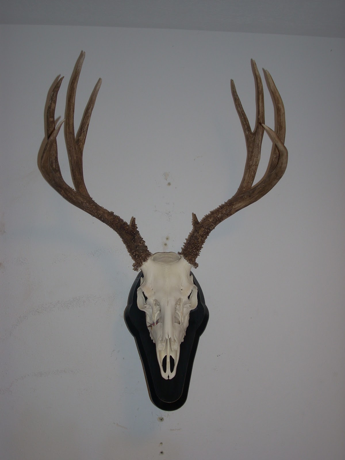 KCK Taxidermy: European Mounts