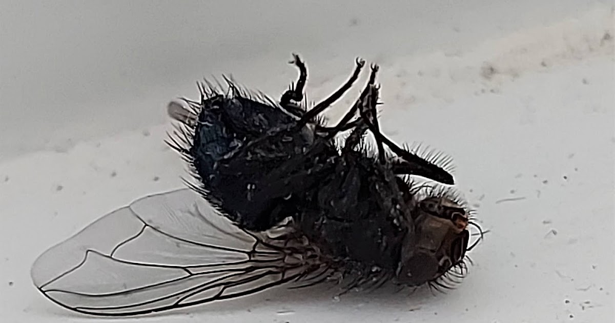 Klimakterie häxan: Den mystiska flugan