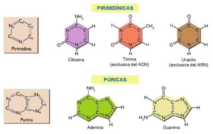 Noveno moralba: ÁCIDOS NUCLEICOS