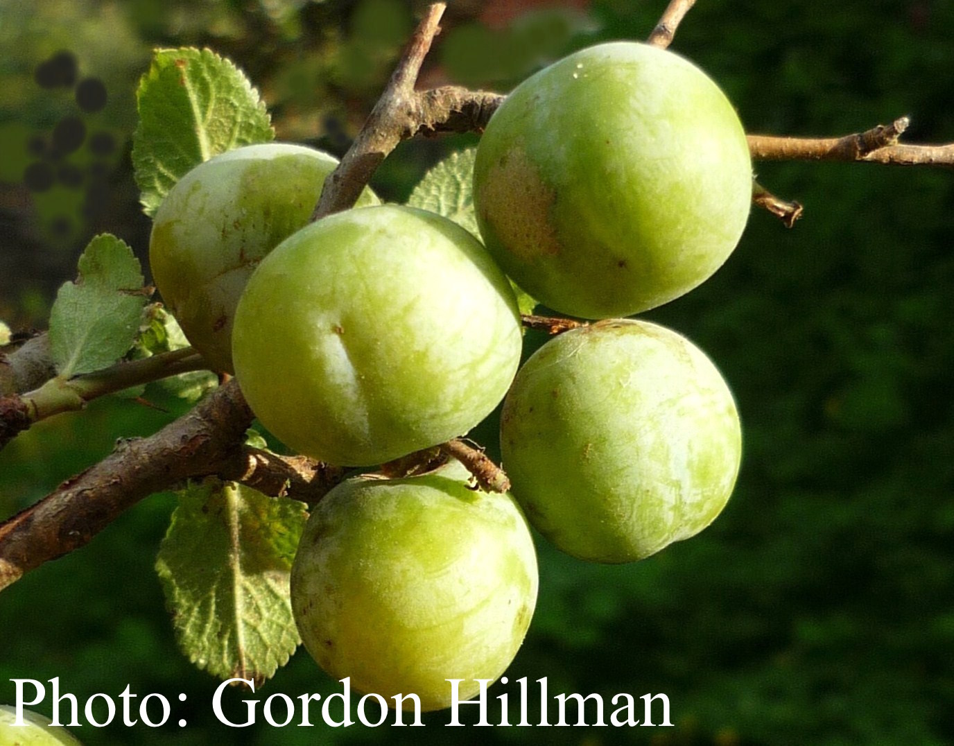 Wild Plant Foods of Britain: Feral Greengage (Prunus domestica subsp ...