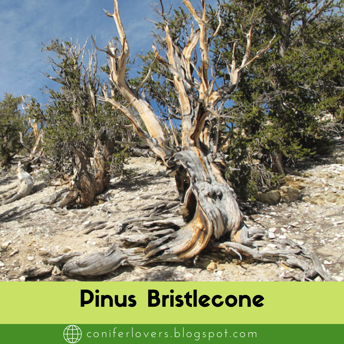 Apa itu Tanaman / Pohon Konifer?