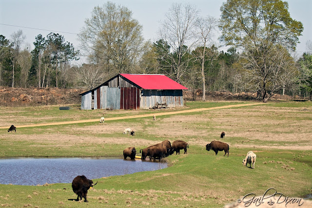 Louisiana Belle: My Big Adventure