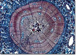 Ratna Dewi Wulaningsih: Anatomi Tumbuhan