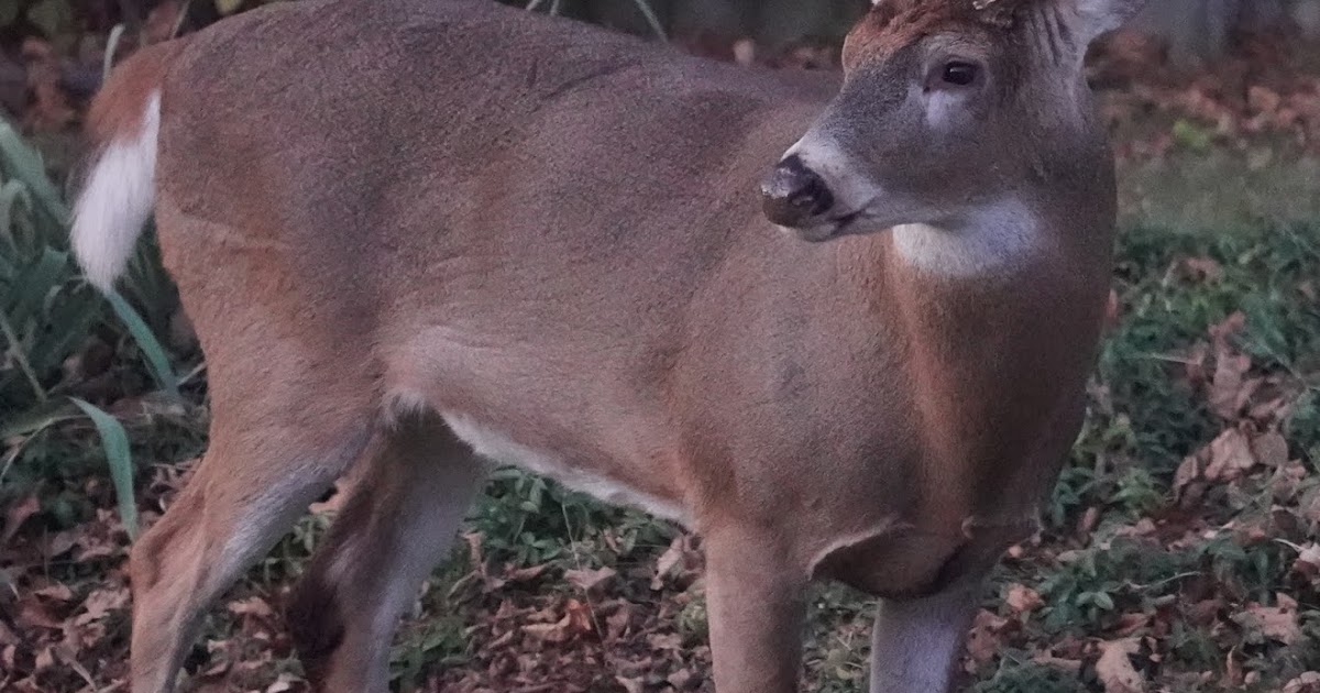 The Shekel - Coins, Law, and Commentary: A Buck A Yard