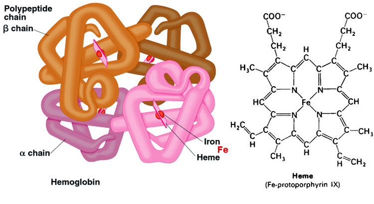 neng ulan's Classroom Corner: Hemoglobin