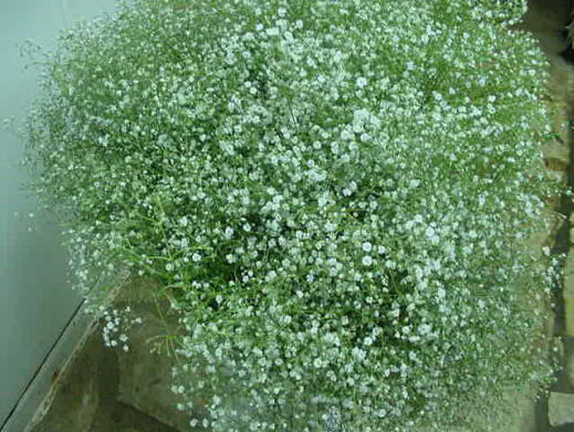 Dream Garden: Gypsophila Elegans - Mosquitinho Branco