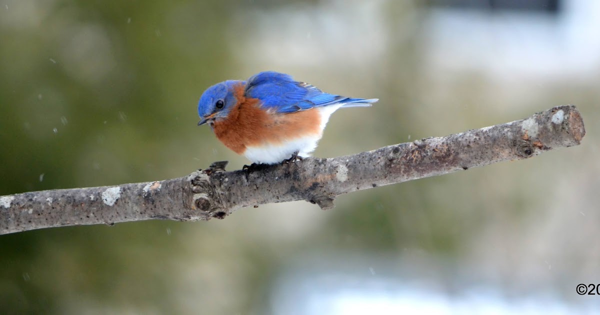 North by Northeast: "The Bluebird carries the sky on his back" -- Henry ...
