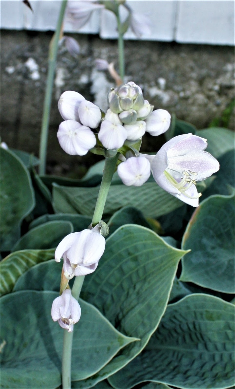 Planter i bestemors hage: Hosta sieboldiana Elegans