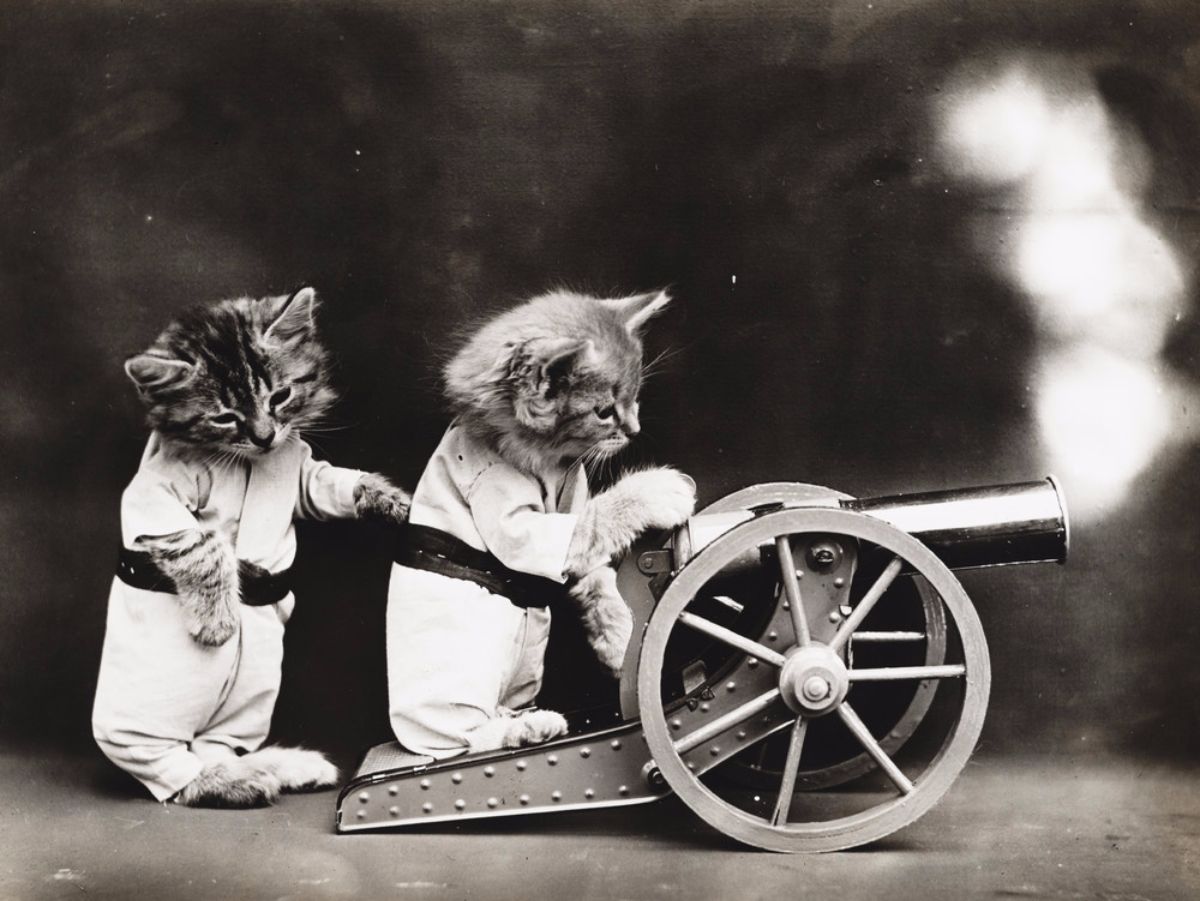 Vintage LOLcats: Adorable Old-Timey Photos of Cats Dressed As People ...