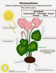 4th GRADERS: LIVING THINGS PLANTS