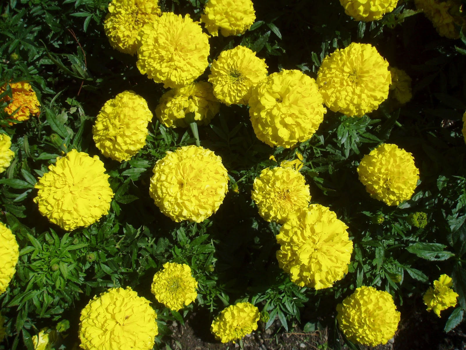 TAGETE: Tagetes erecta | Plantas rioMoros