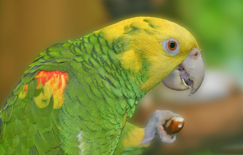 aves de colombia: Loros