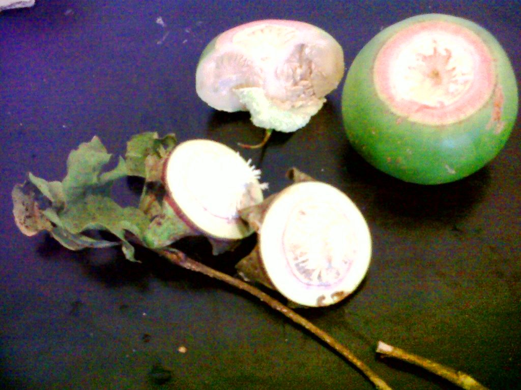 Pidada, Si Asam Segar dari Hutan Mangrove yang Bisa Jadi Berbagai ...