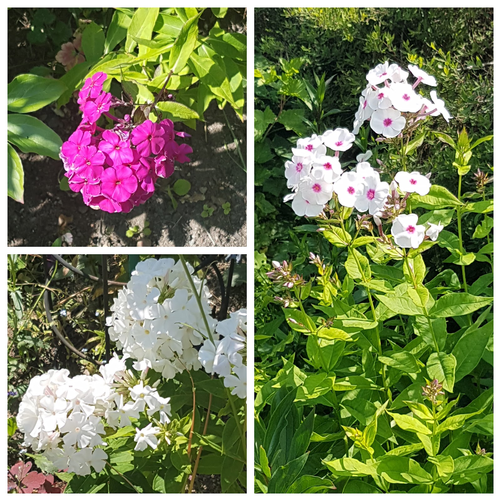 Maribels Garden: Ljuvliga Juli.