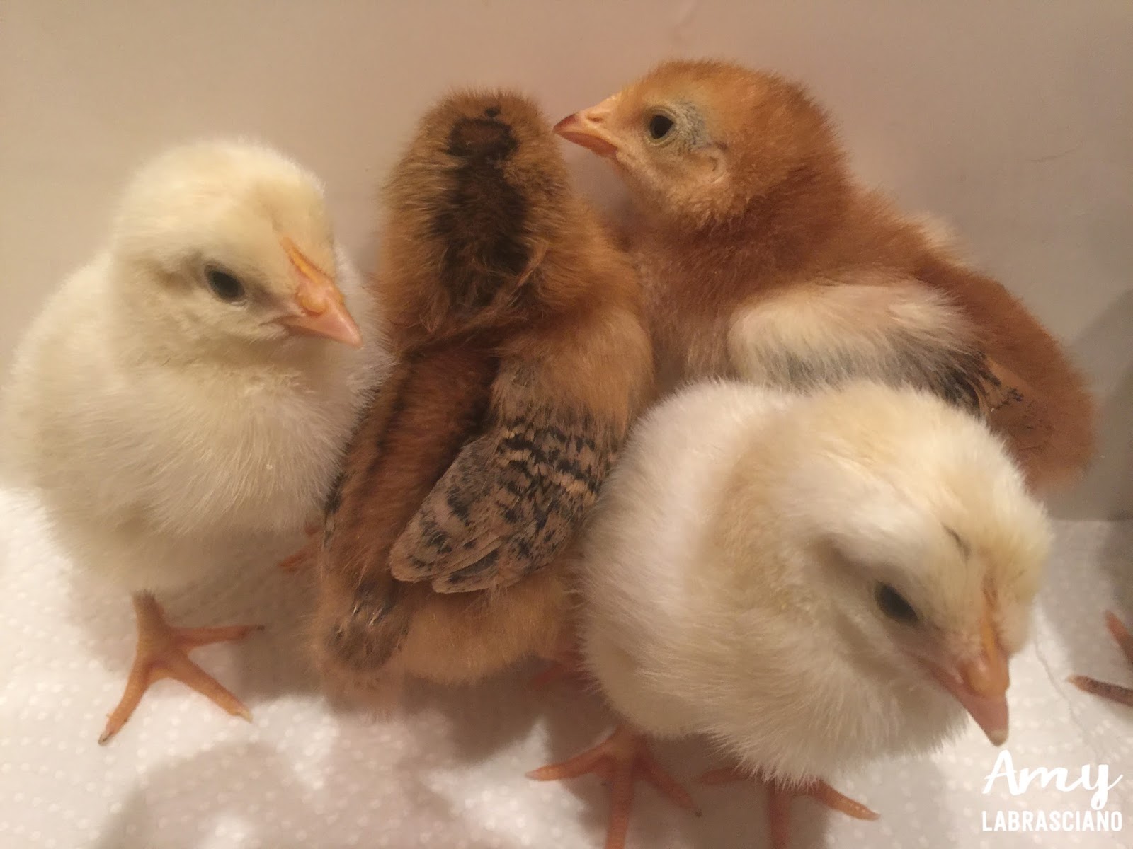 Learning Lessons With Amy Labrasciano: Hatching Chickens in a Classroom