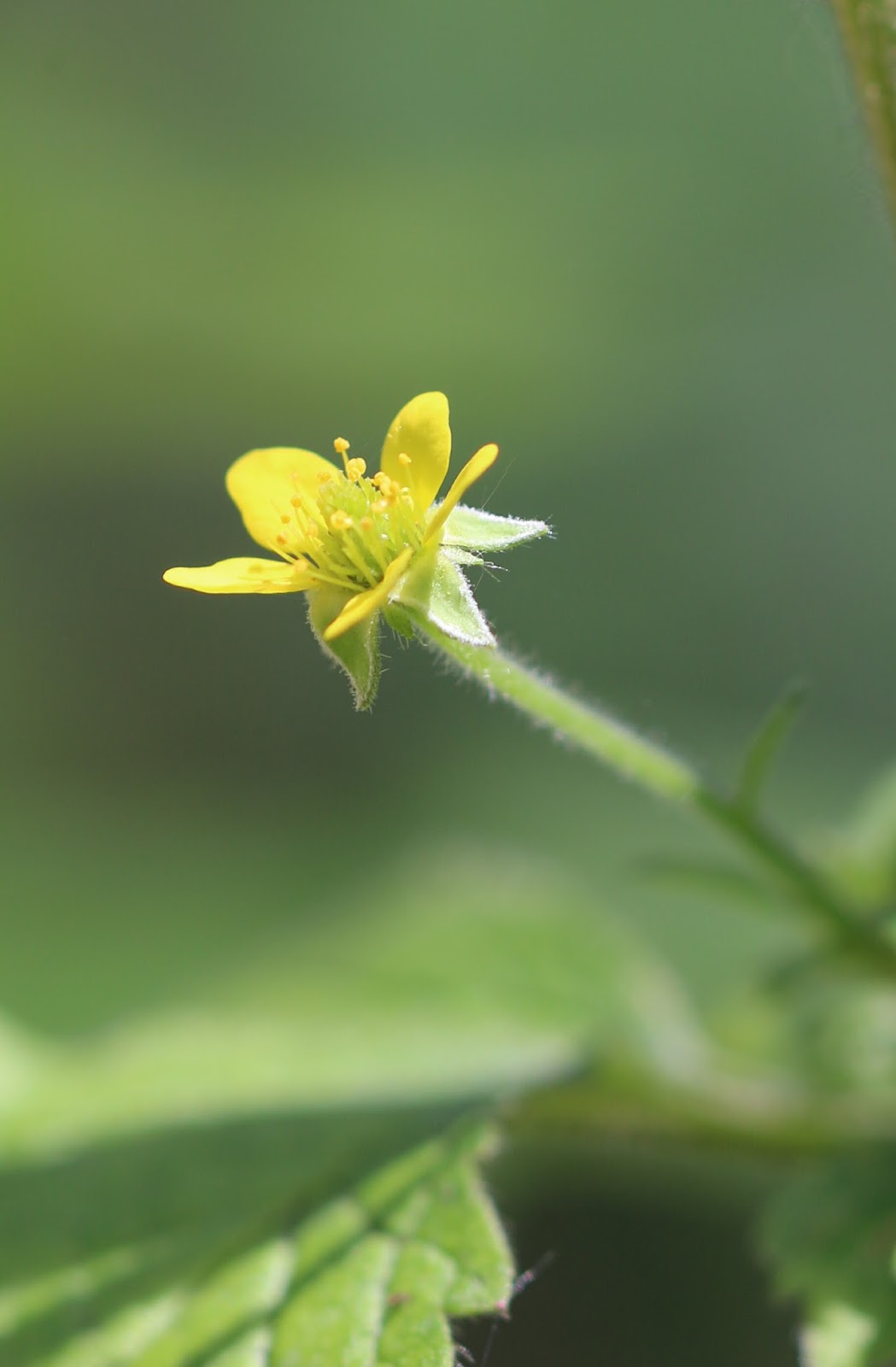 Geum urbanum | Wild flowers of Europe by Anita Beijer