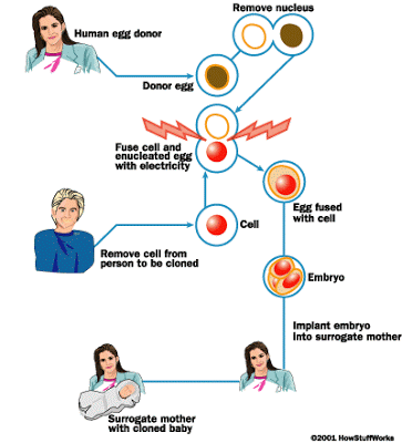How Human Cloning Work Part 2 - homeOint